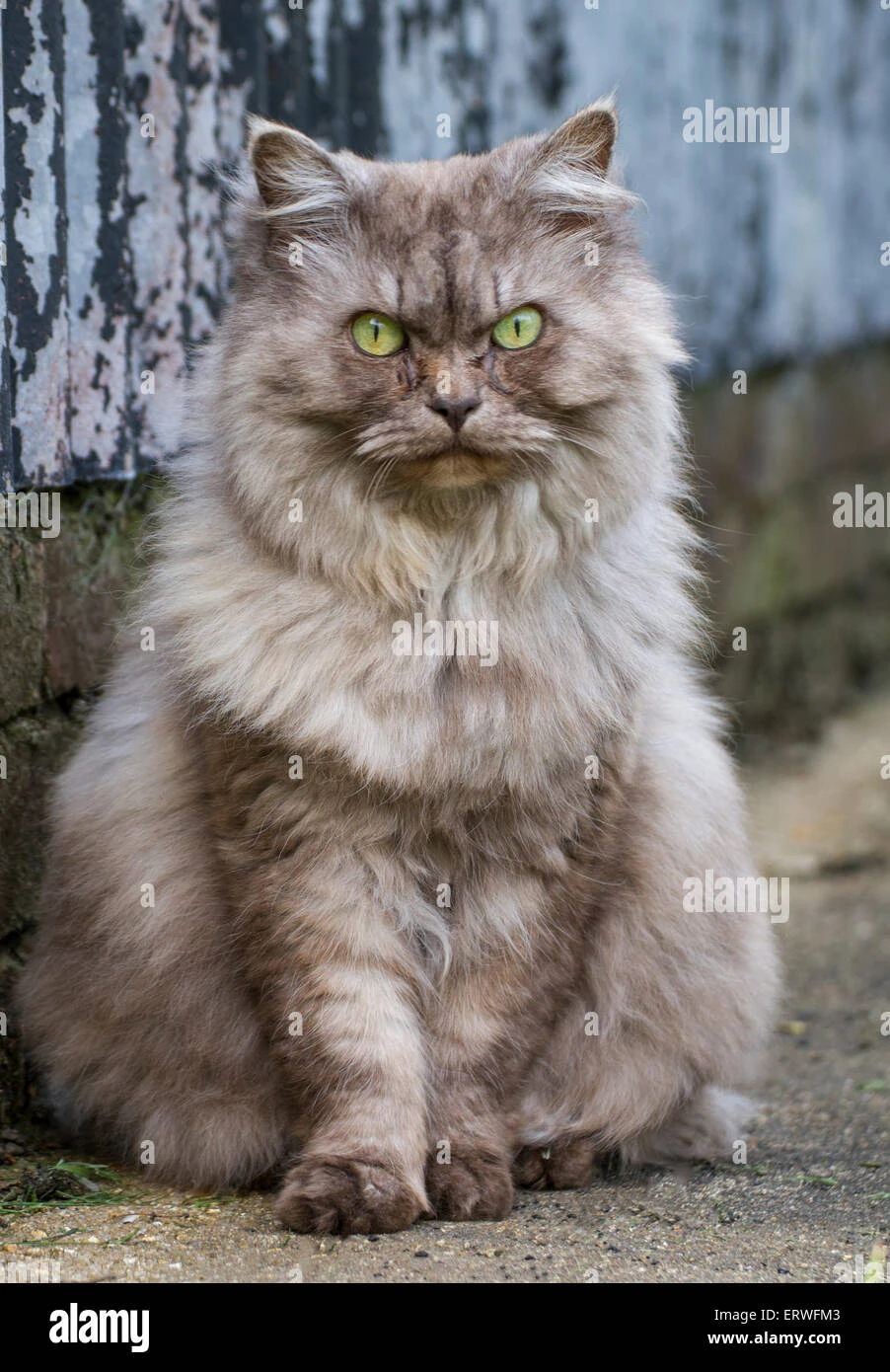 Cats | Rat Wiki | Fandom