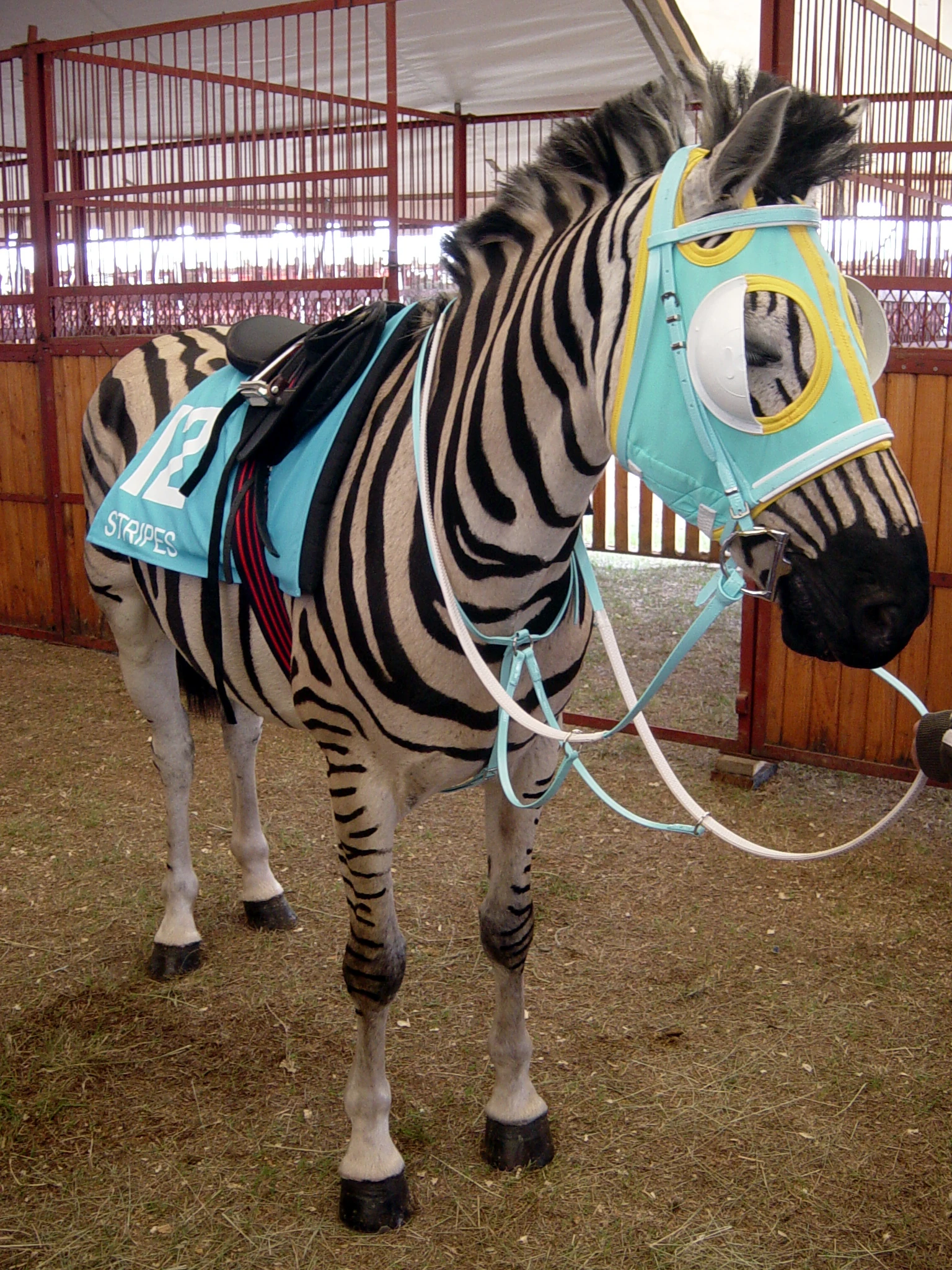 Zebra Racing Stripes