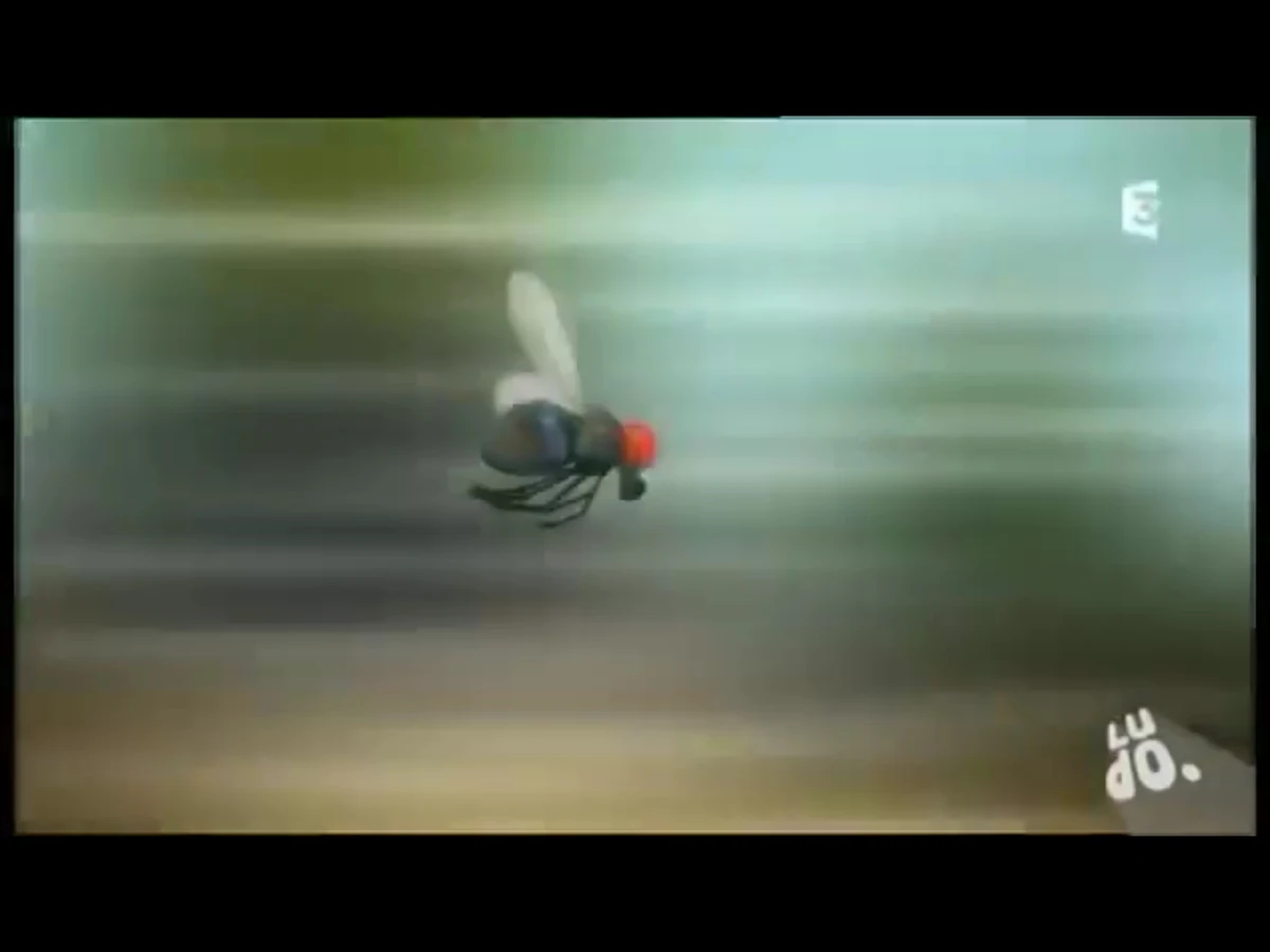 Fly | Raving Rabbids Wiki | Fandom