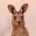 Derik Lando | RAWs Vegas - Official Wiki | Fandom