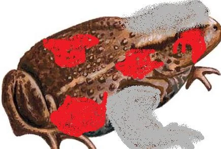 Tytan Mutant Frog | Rayman Fanon Wiki | Fandom