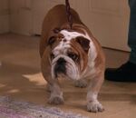 Shamsky Number 2 | Everybody Loves Raymond | Fandom