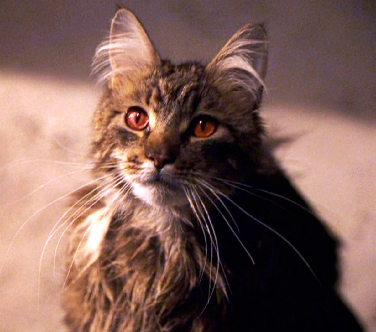 Cat | Everybody Loves Raymond | Fandom