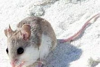 Endangered Beach Mouse