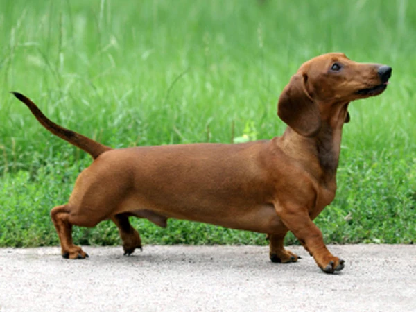 Razas de perros | Razas pequeñas de perros Wiki | Fandom