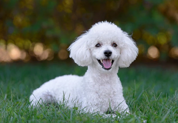 Poodle | Razasdeperros Wiki | Fandom