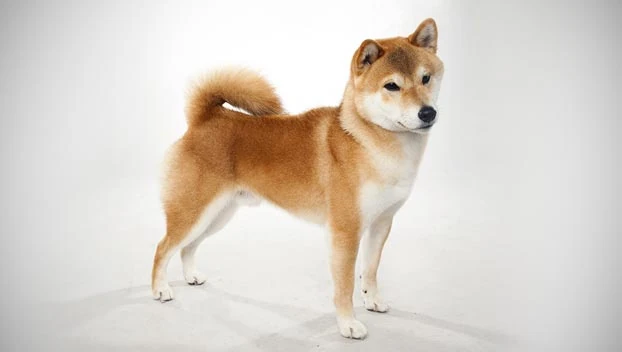 Shiba | Razasdeperros Wiki | Fandom