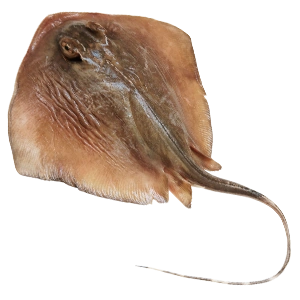 Stingray - Official Razor Trail Survivors Wiki