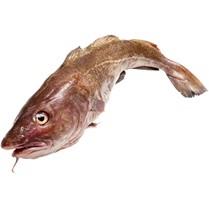 Cod - Official Razor Trail Survivors Wiki