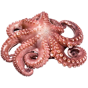 Octopus - Official Razor Trail Survivors Wiki