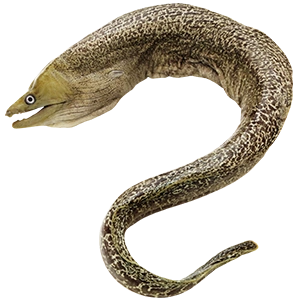 Eel - Official Razor Trail Survivors Wiki