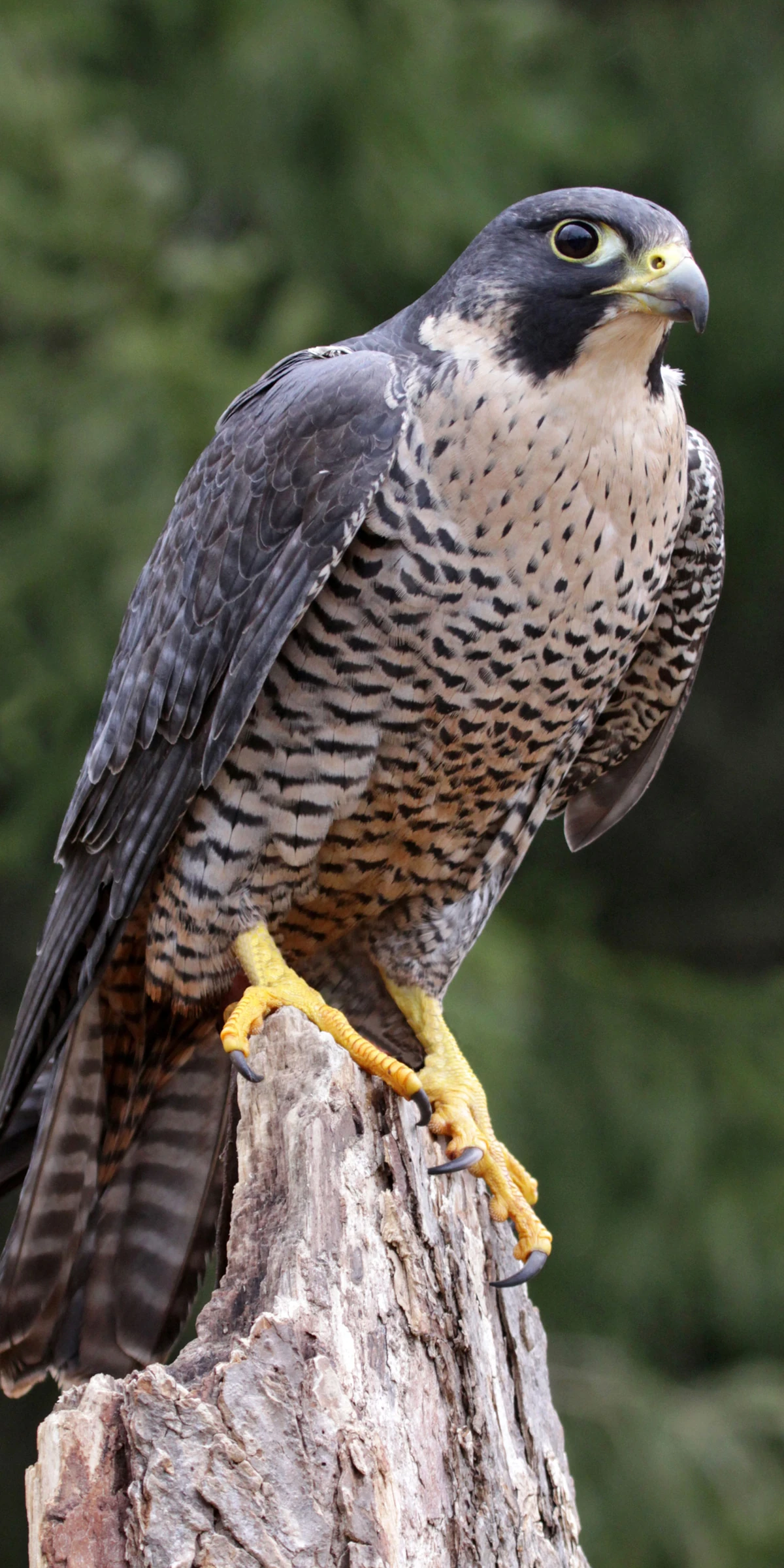 Falcon - Official Razor Trail Survivors Wiki