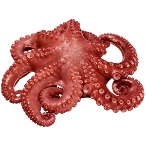 Octopus (cooked) - Official Razor Trail Survivors Wiki
