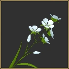 Winter Bloom | Derelict Official Wiki | Fandom