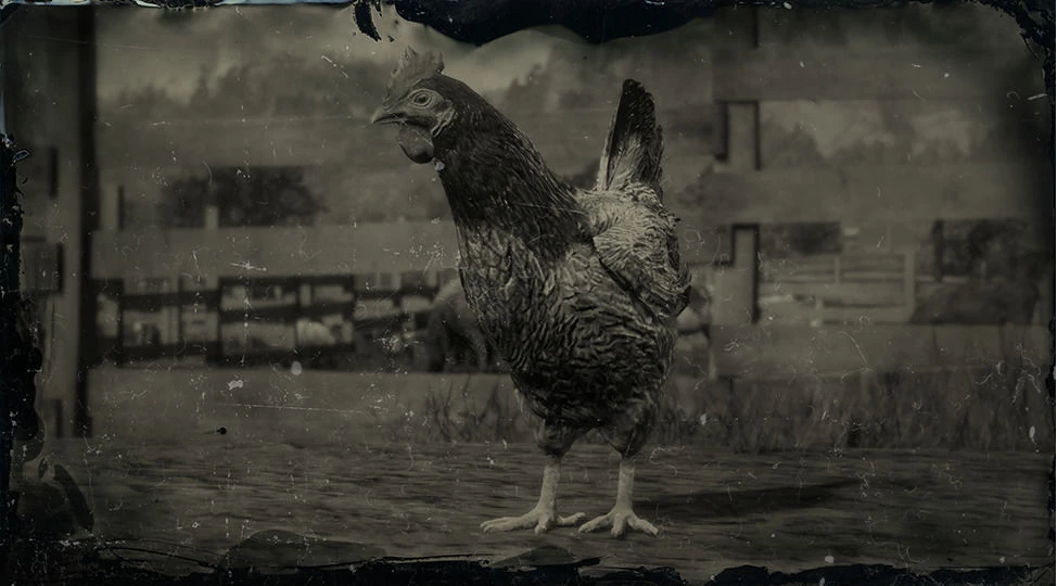 Gallina de Java | Red Dead Wiki | Fandom