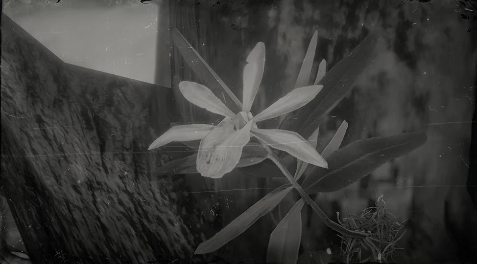 Orquídea Epidendrum acunae | Red Dead Wiki | Fandom