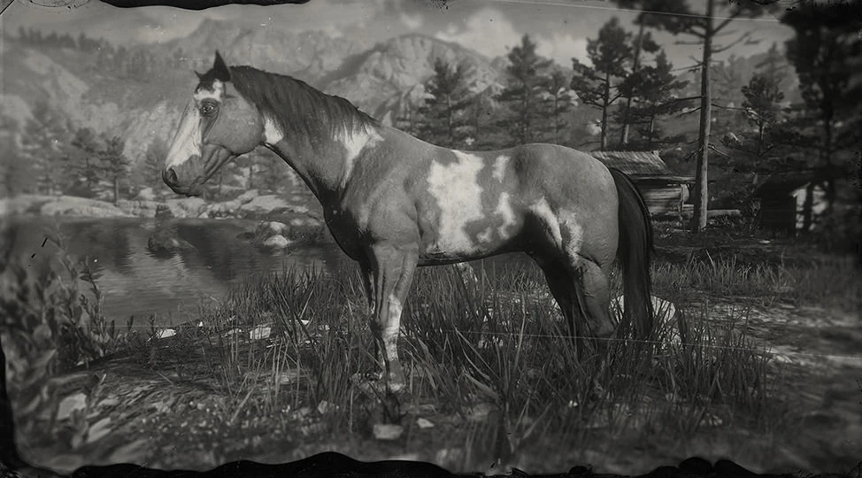 Paint horse americano | Red Dead Wiki | Fandom