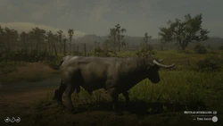 Toro | Red Dead Wiki | Fandom