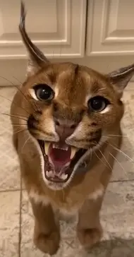 Banners | Floppa lore Wiki | Fandom