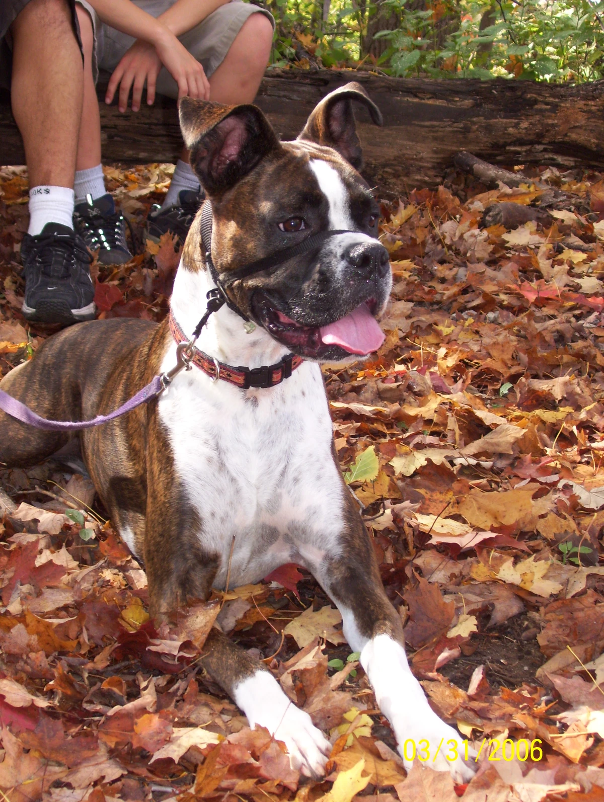 User blog:Cauliflower98/hello everyone warning story is not very happy ...