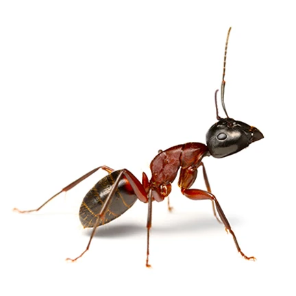 Ant | Real, Folklore and Marvel Species Wiki | Fandom