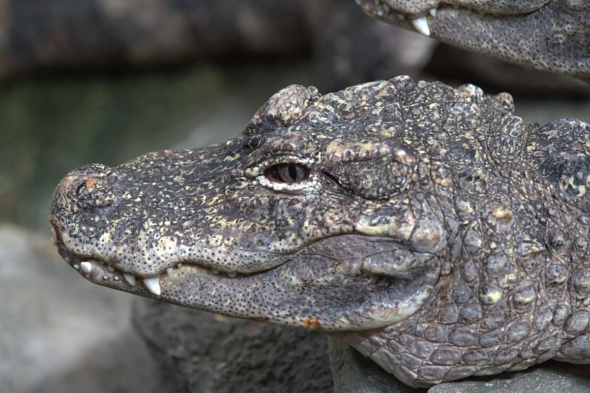 Alligator | Real, Folklore and Marvel Species Wiki | Fandom