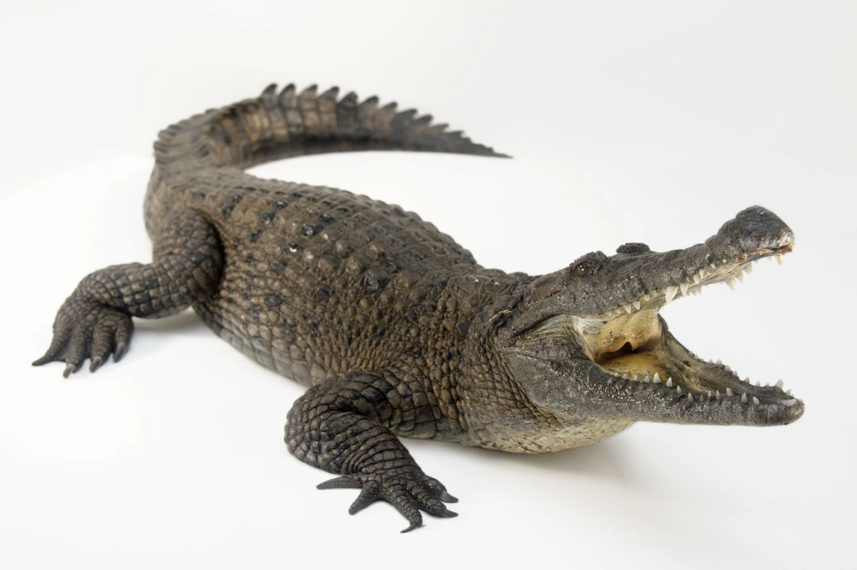 Crocodile | Real, Folklore and Marvel Species Wiki | Fandom
