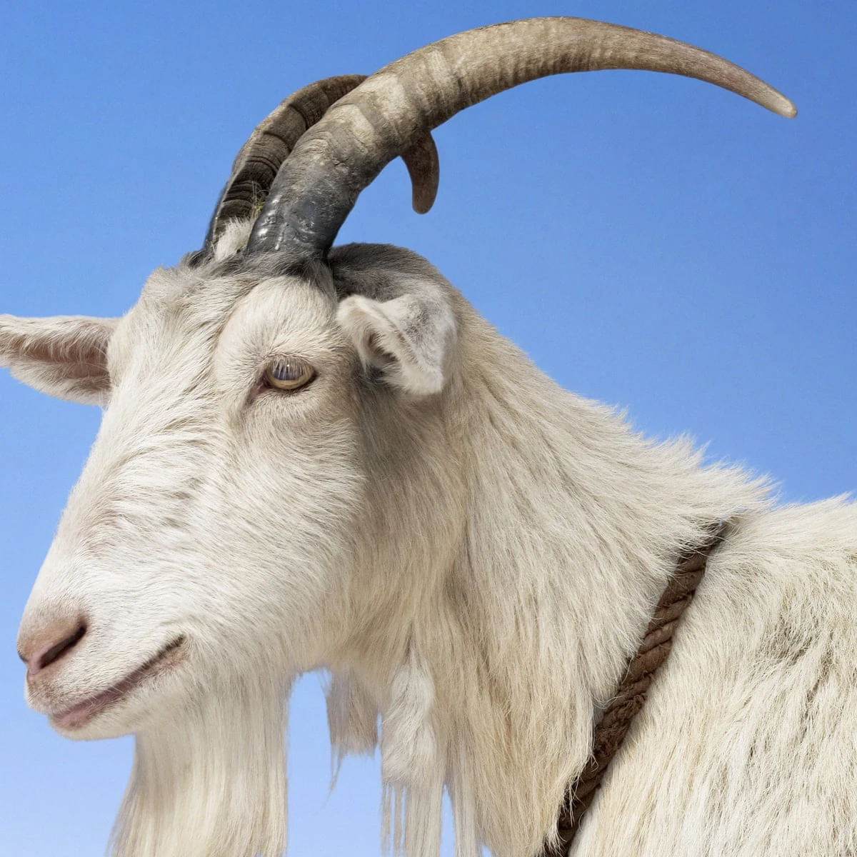 Goat | Real, Folklore and Marvel Species Wiki | Fandom