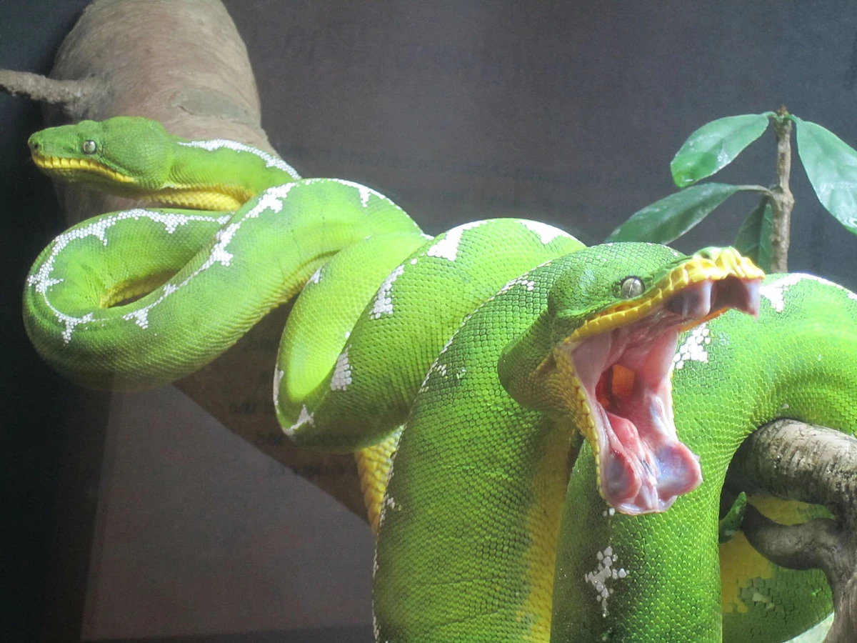 Amazon Basin Emerald Tree Boa | Real Life Snakes Wiki | Fandom