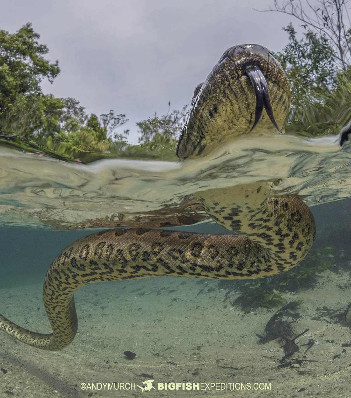 Green Anaconda | Real Life Snakes Wiki | Fandom