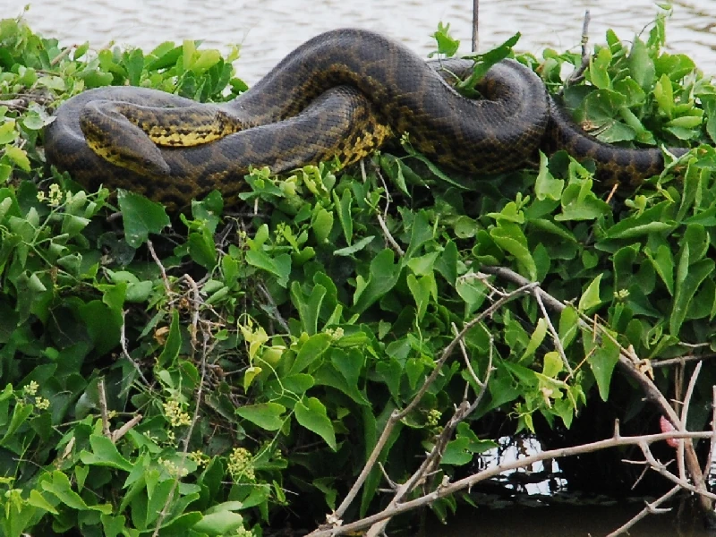 Yellow Anaconda | Real Life Snakes Wiki | Fandom