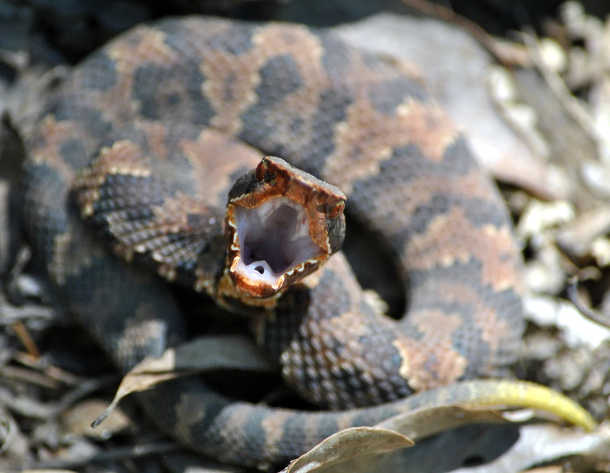 Northern Cottonmouth | Real Life Snakes Wiki | Fandom