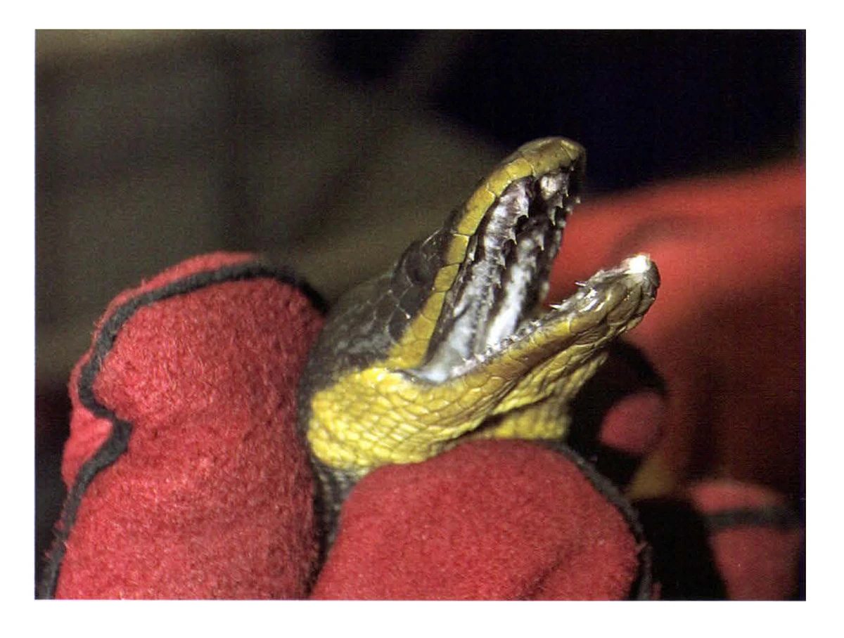 Yellow-Bellied Sea Snake | Real Life Snakes Wiki | Fandom