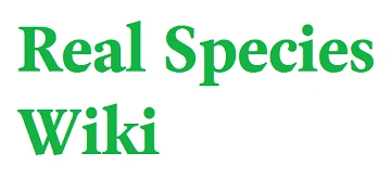 Indian Python | Real Species Wiki | Fandom