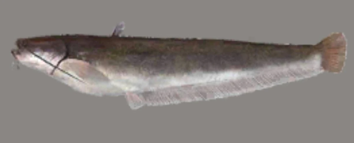 Catfish | Real VR Fishing Wiki | Fandom