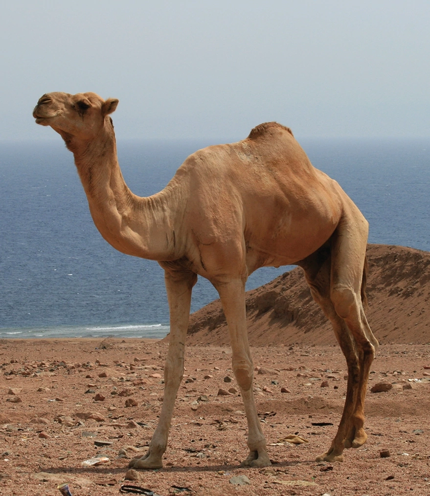 Dromedary | Animals Wiki | Fandom