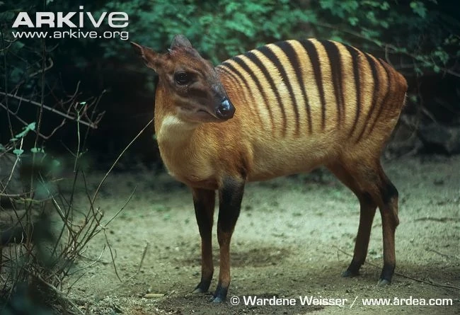 Zebra Duiker | Animals Wiki | Fandom