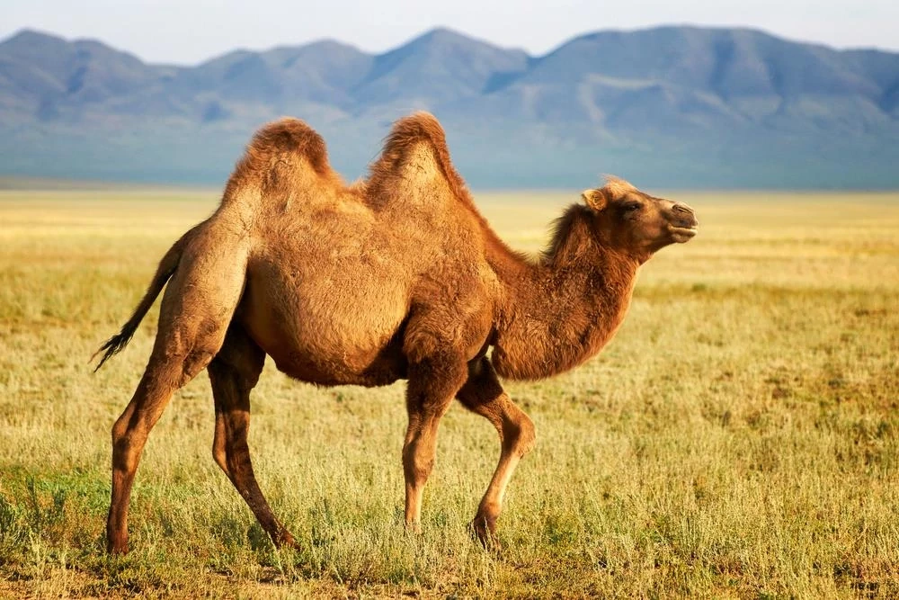 Bactrian Camel | Animals Wiki | Fandom