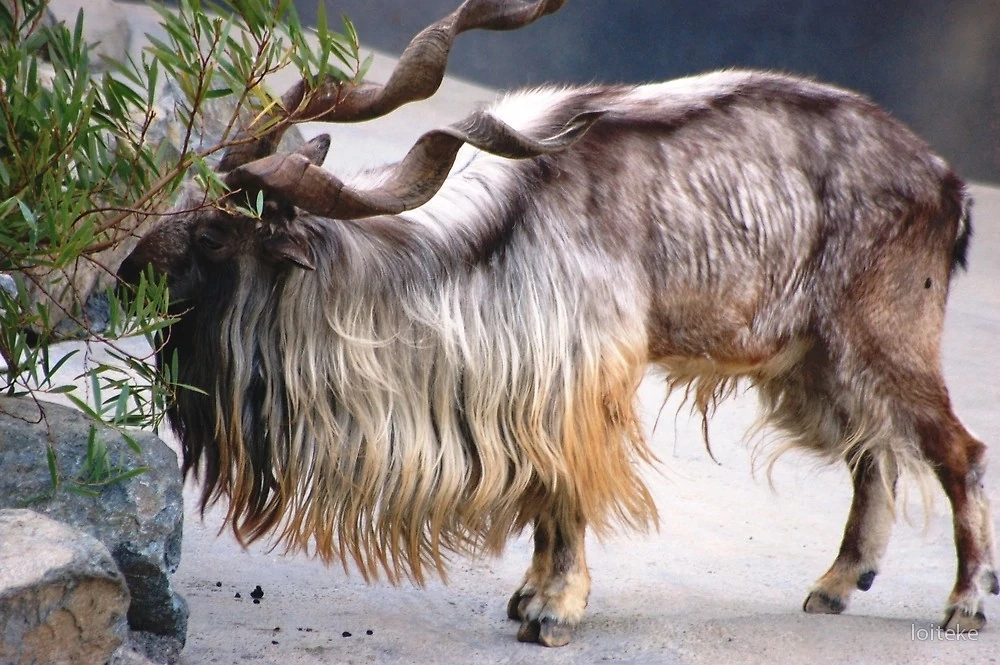 Markhor | Animals Wiki | Fandom