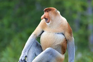 Proboscis Monkey | Animals Wiki | Fandom