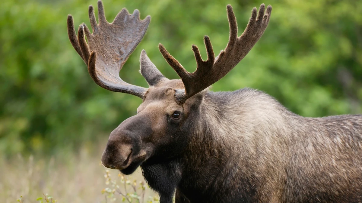 Moose | Animals Wiki | Fandom