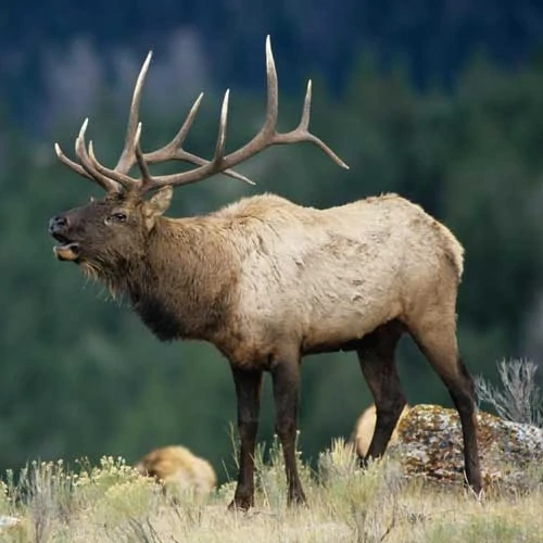 Elk | Animals Wiki | Fandom