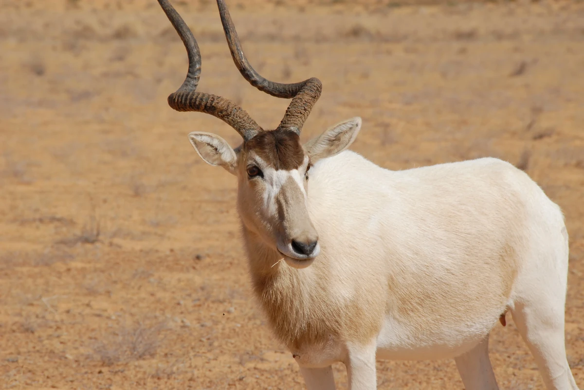 Addax | Animals Wiki | Fandom