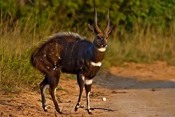 Bushbuck | Animals Wiki | Fandom