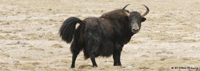 Yak | Animals Wiki | Fandom