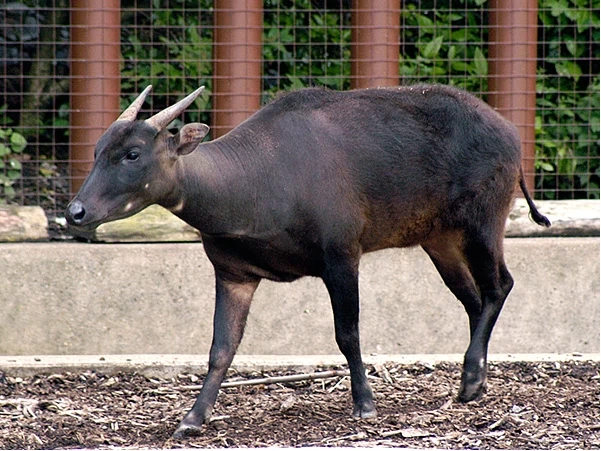Lowland Anoa | Animals Wiki | Fandom