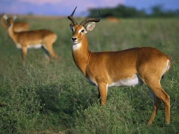 Kob | Animals Wiki | Fandom