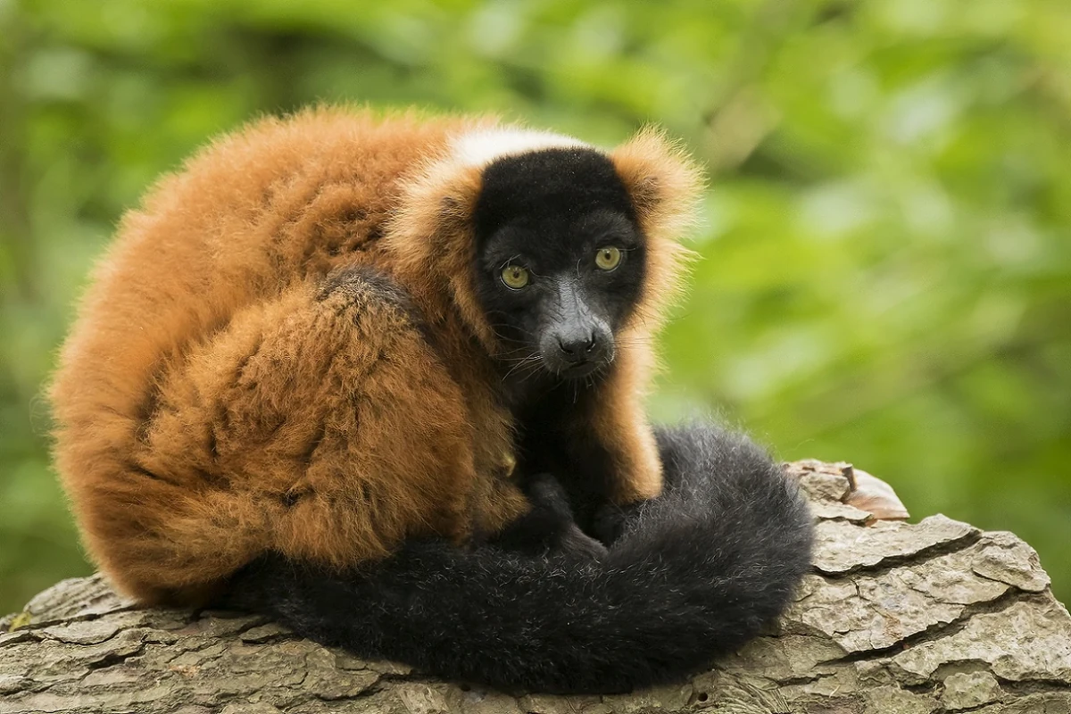 Red Ruffed Lemur | Animals Wiki | Fandom