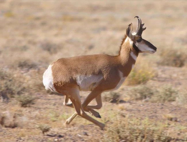 Pronghorn | Animals Wiki | Fandom