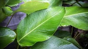 Invisibley | Really weird earthlings Wiki | Fandom